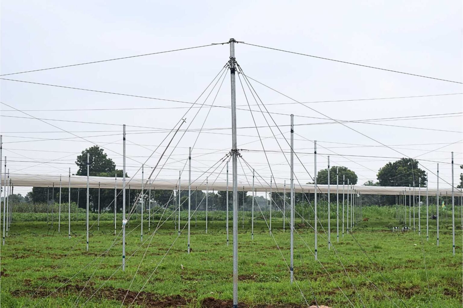 Agriculture Services | Agronomy, Farm Management, Nethouse Farming