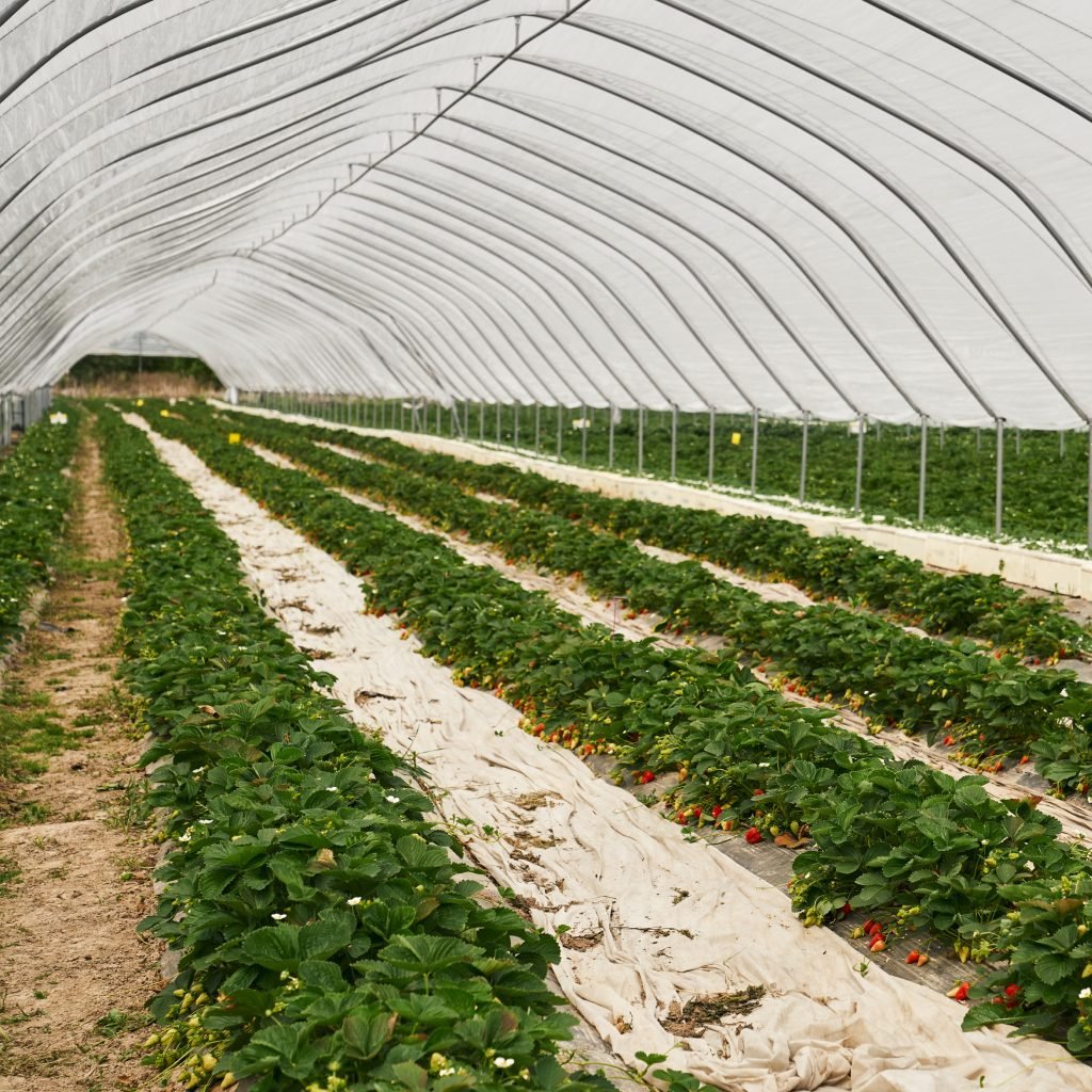 Dome Shade Net House - Vatshal Green Environment
